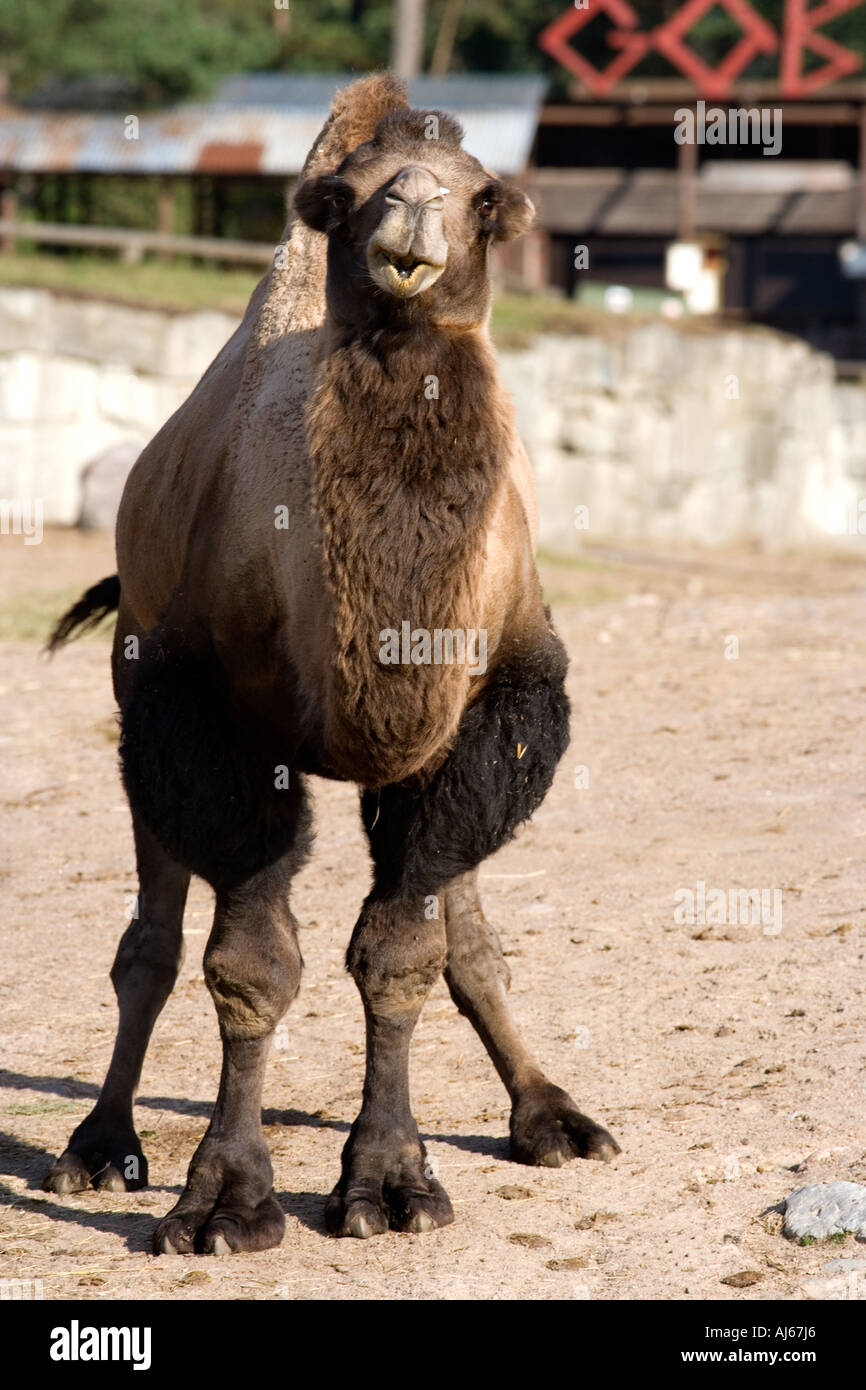 Bactrian endangered species hi-res stock photography and images - Alamy