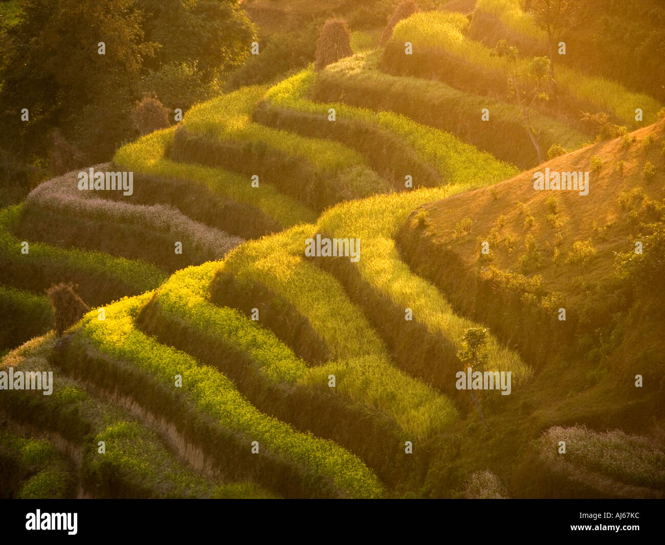 terrace field Plateau Himalaya landscape hill valley mountain range of ...