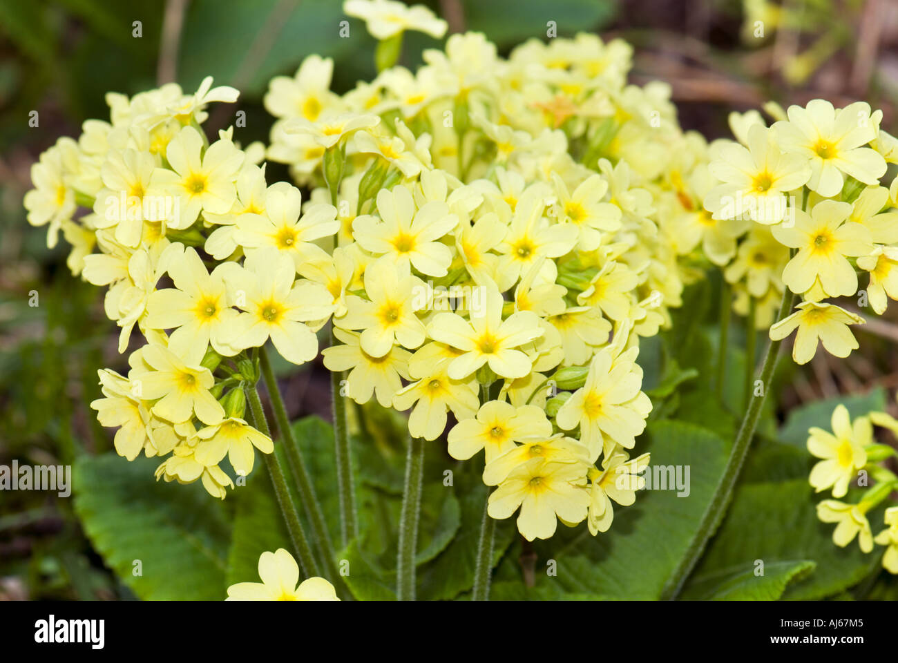 yellow Oxlip Primula elatior hill Cowslip veris officinalis flower ...