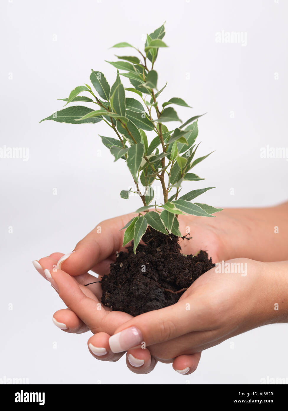 hands holding a young plant Stock Photo - Alamy