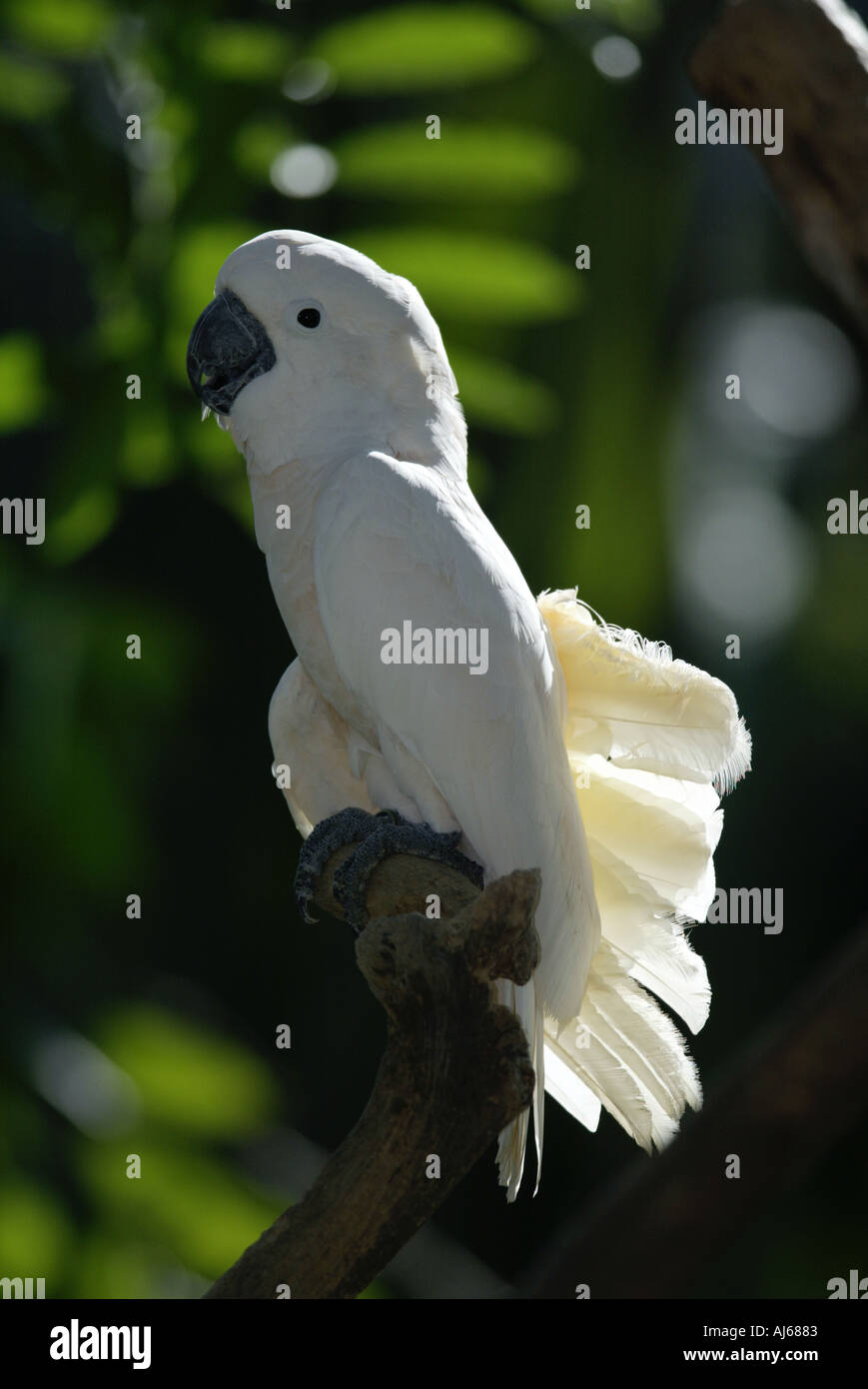 White Cockatoo Cacatua alba South East Asia Stock Photo - Alamy