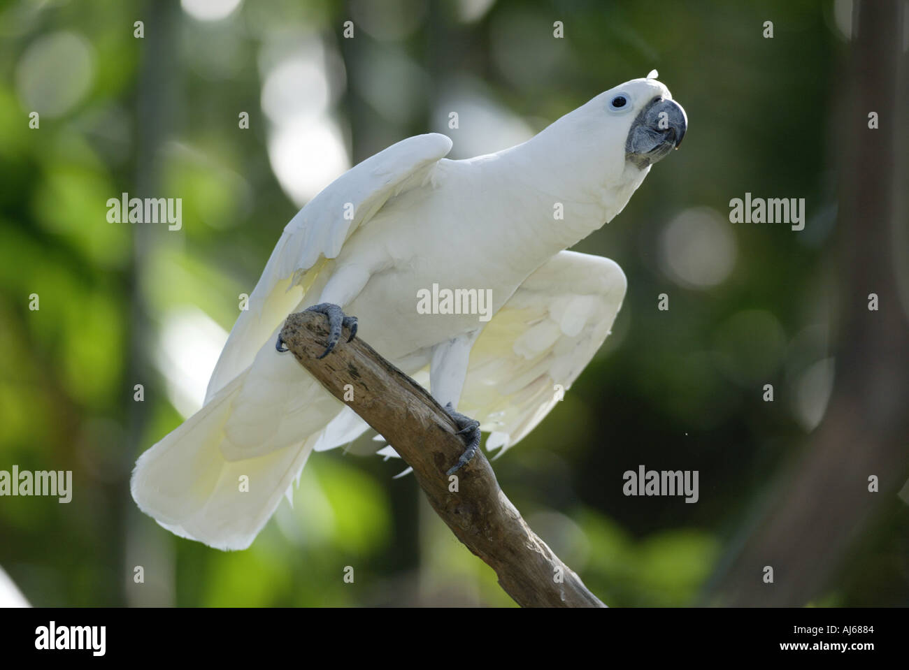 White Cockatoo Cacatua alba South East Asia Stock Photo - Alamy