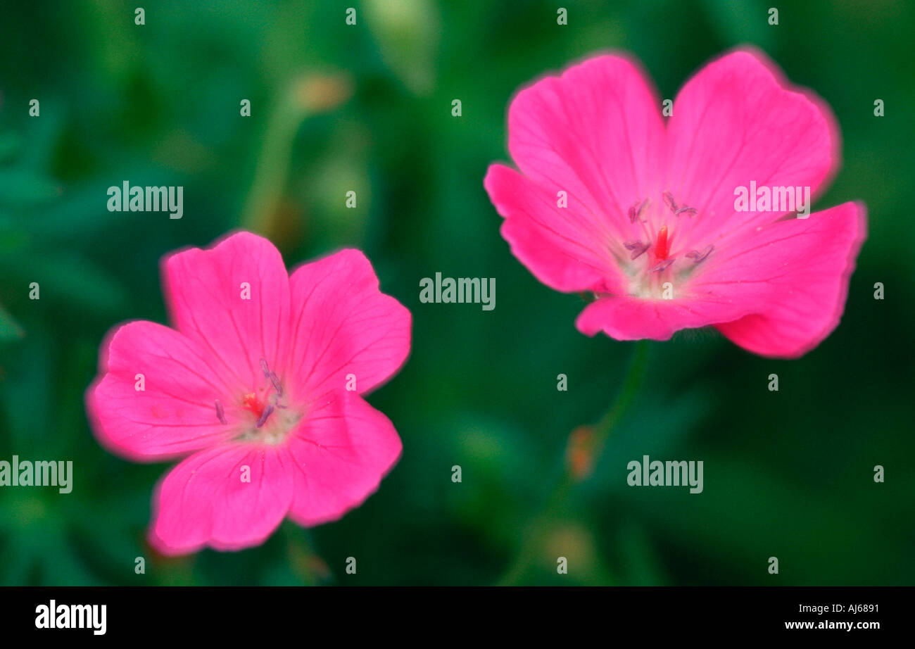 Meadow Cranesbill Austria Geranium pratense Stock Photo - Alamy