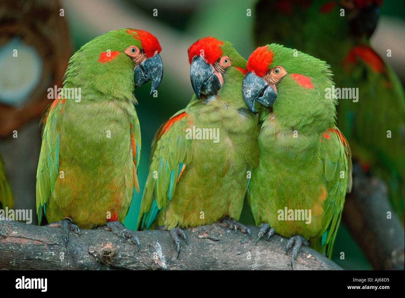 Red fronted Macaws Ara rubrogenys South America Stock Photo - Alamy