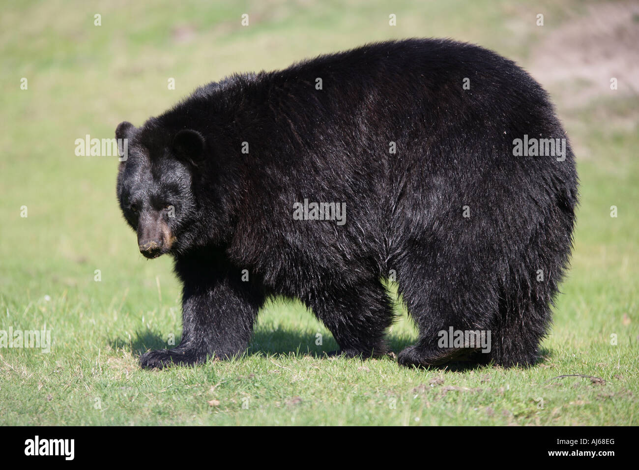 American Black Bear - Ursus americanus Stock Photo - Alamy