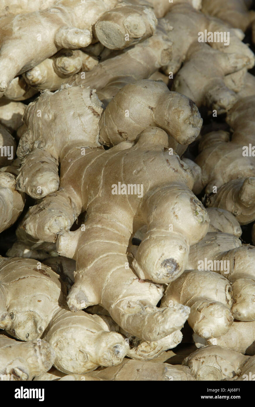 Common Ginger roots zingiber officinale Stock Photo - Alamy