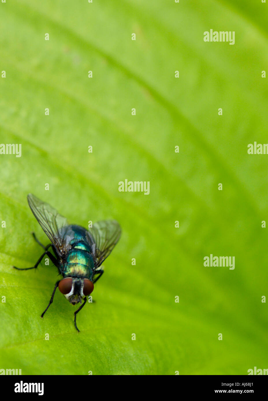 Green fly and green leaf hi-res stock photography and images - Alamy