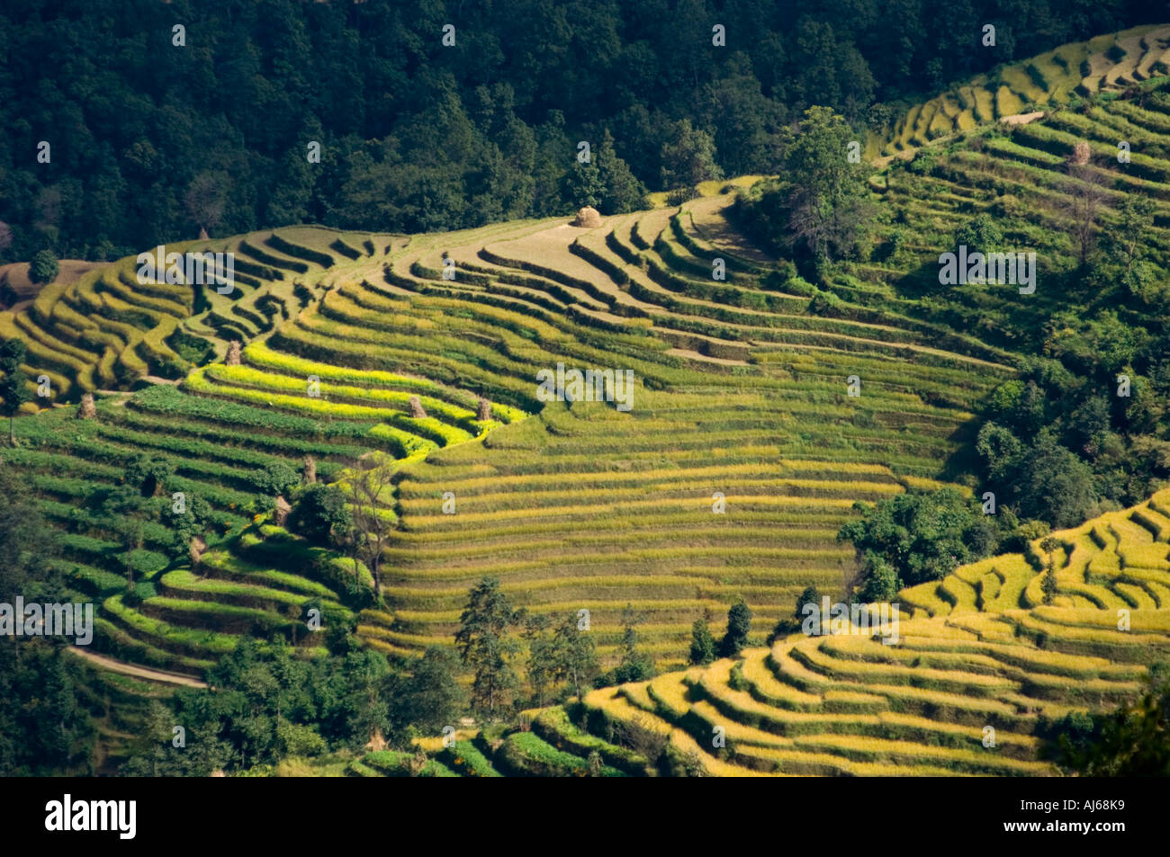 terrace field Plateau Himalaya landscape hill valley mountain range of ...