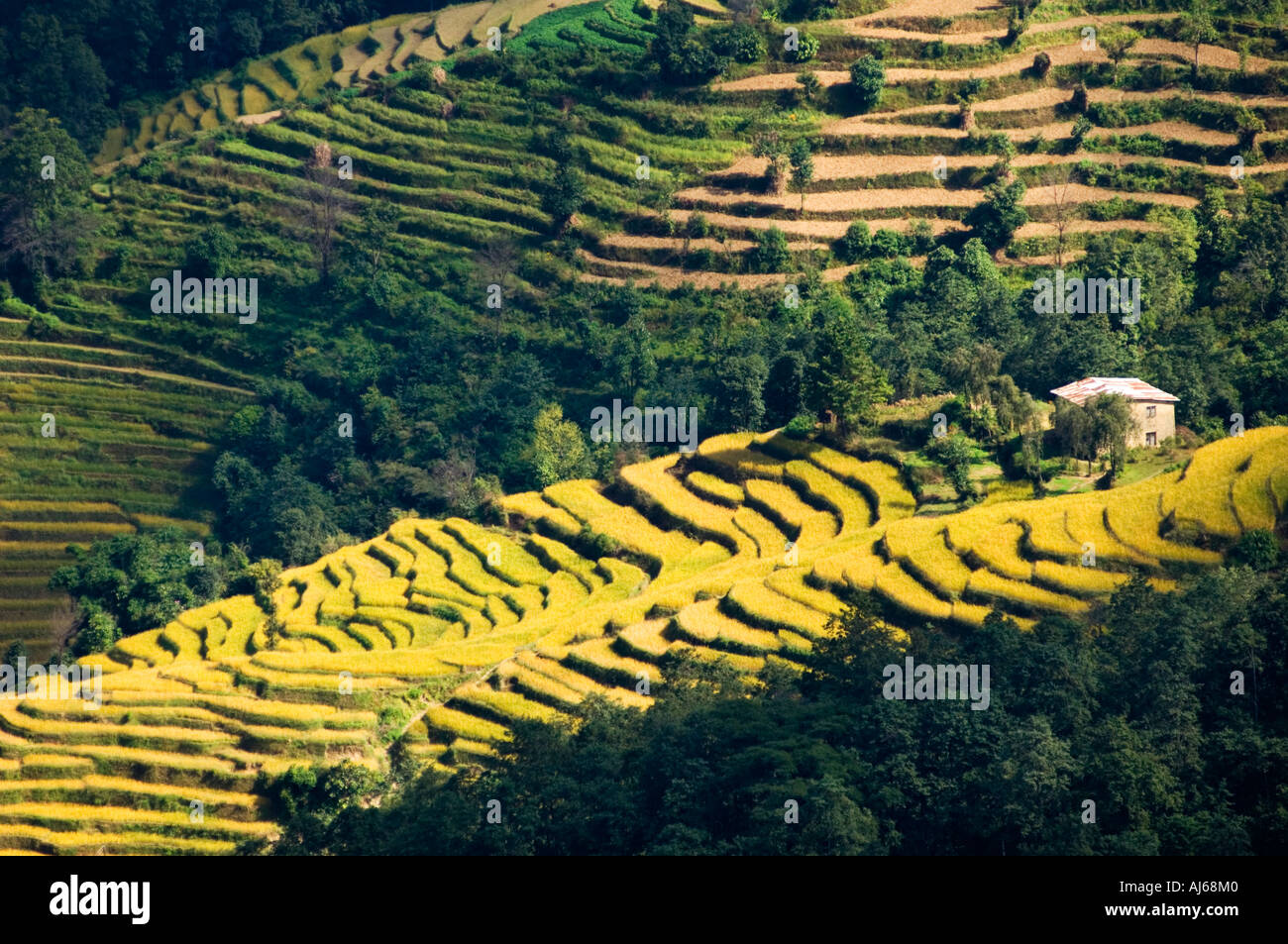 terrace field Plateau Himalaya landscape hill valley mountain range of ...