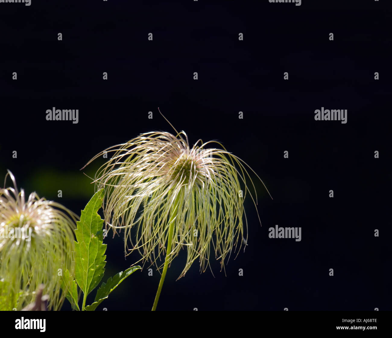 FRUIT of white light pink CLEMATIS RANUNCULACEAE Clematis Mandschurei ...