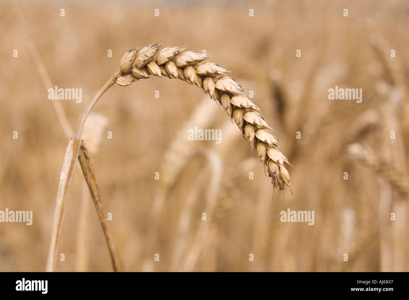 ear of wheat Stock Photo - Alamy