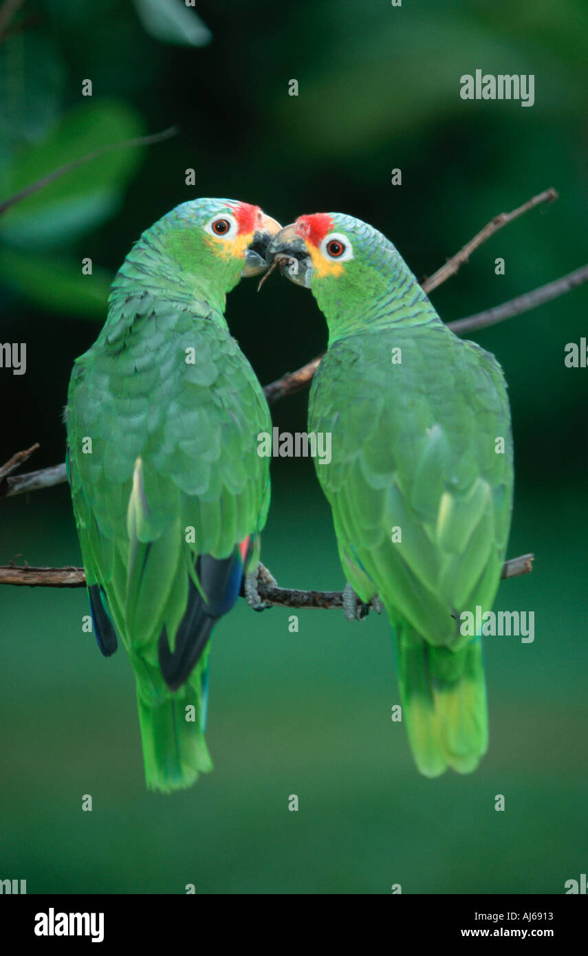 Red lored Amazons Amazona autumnalis autumnalis Honduras Stock Photo ...