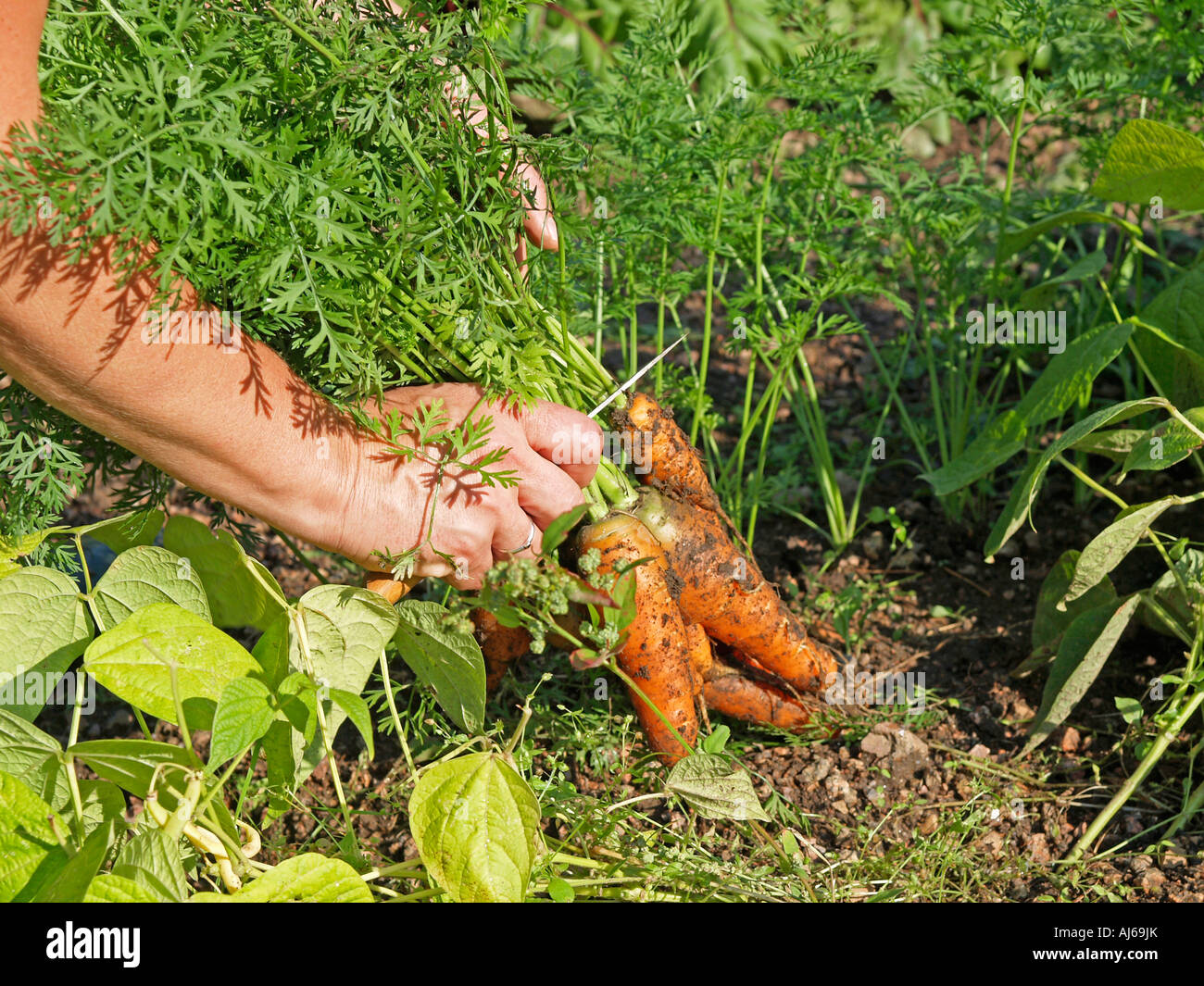 harvesting carrots in garden hand pulling carrots out of soil Stock ...