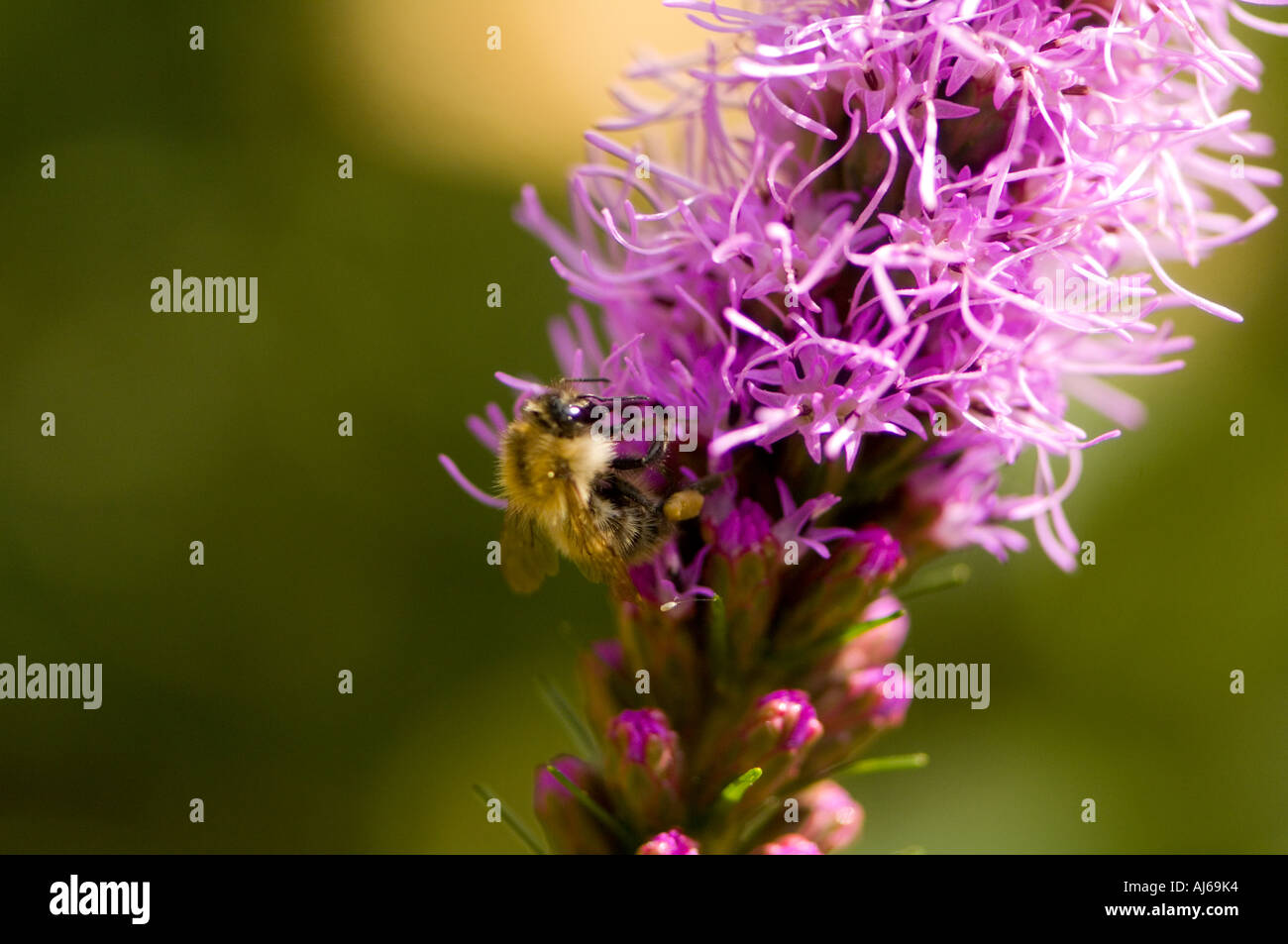 Liatris spicata and bee hi-res stock photography and images - Alamy