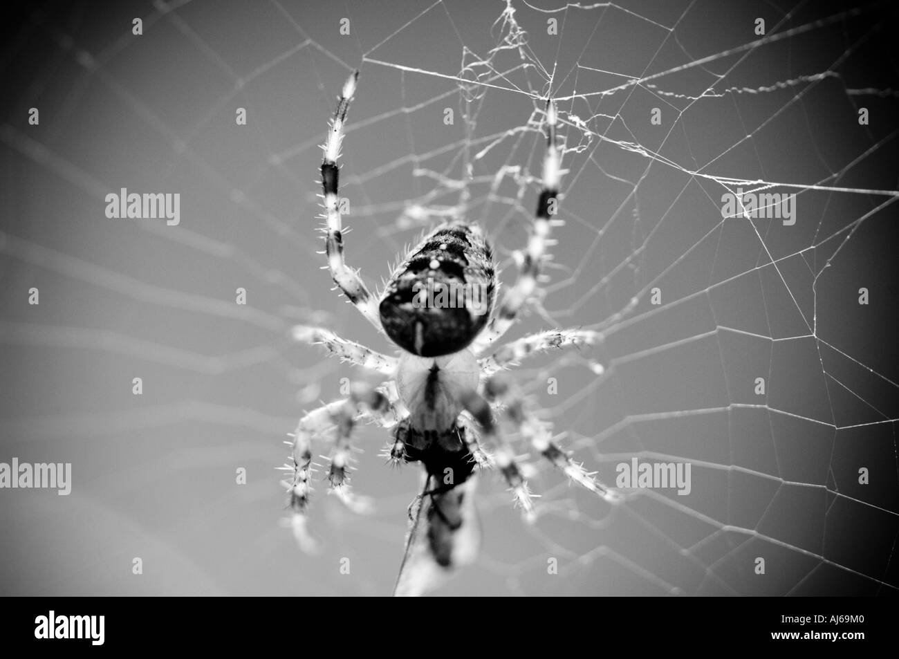 Spider eating a wasp caught in it's web Stock Photo - Alamy