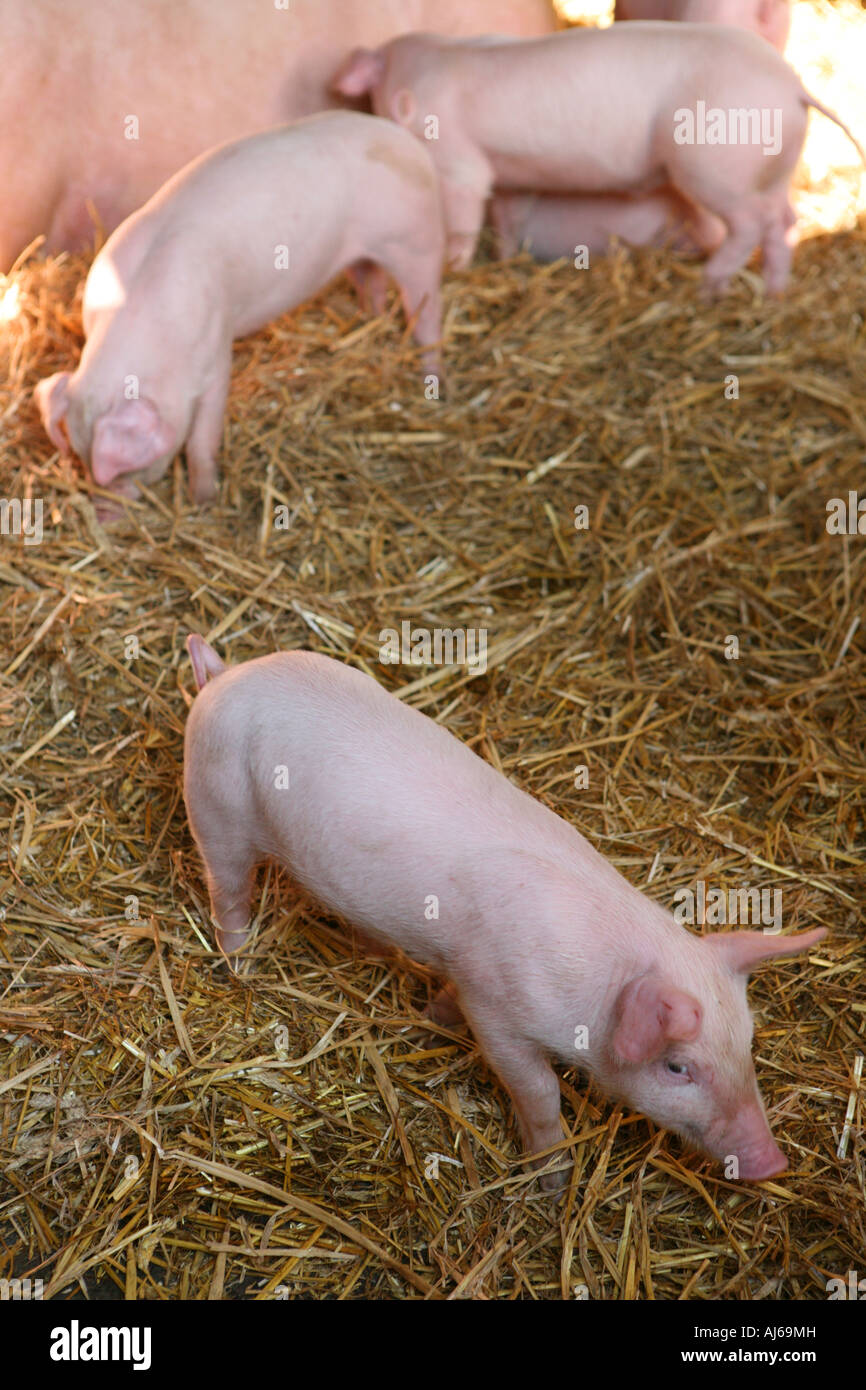 Piglets in farm barn well looked after, organic free range meat farming ...