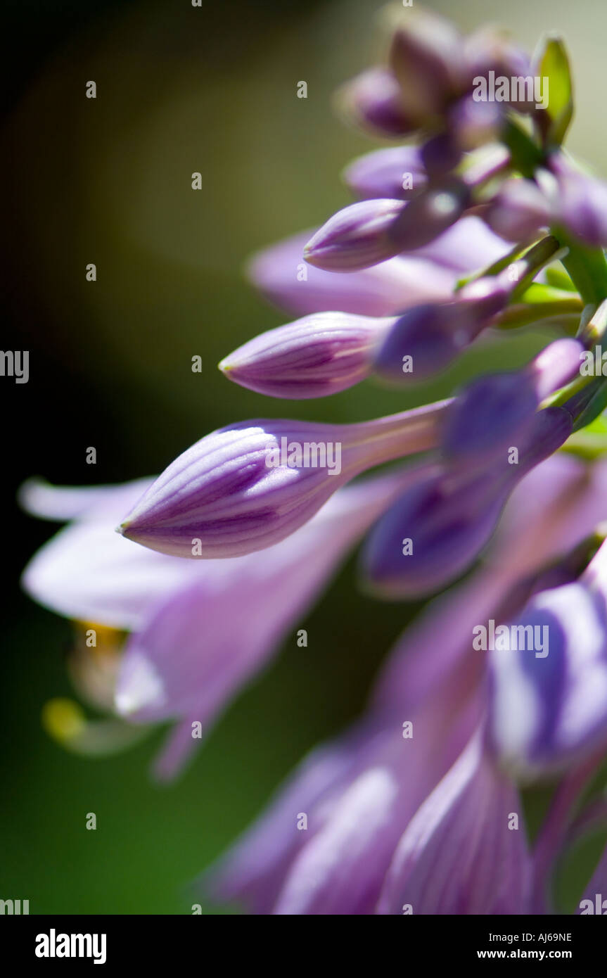 Emerging hosta hi-res stock photography and images - Alamy