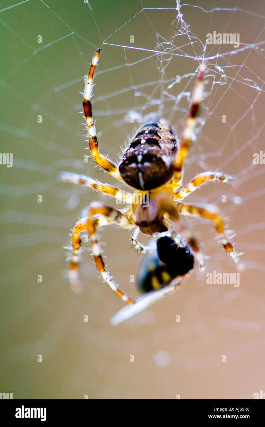 Spider eating a wasp caught in it's web Stock Photo - Alamy