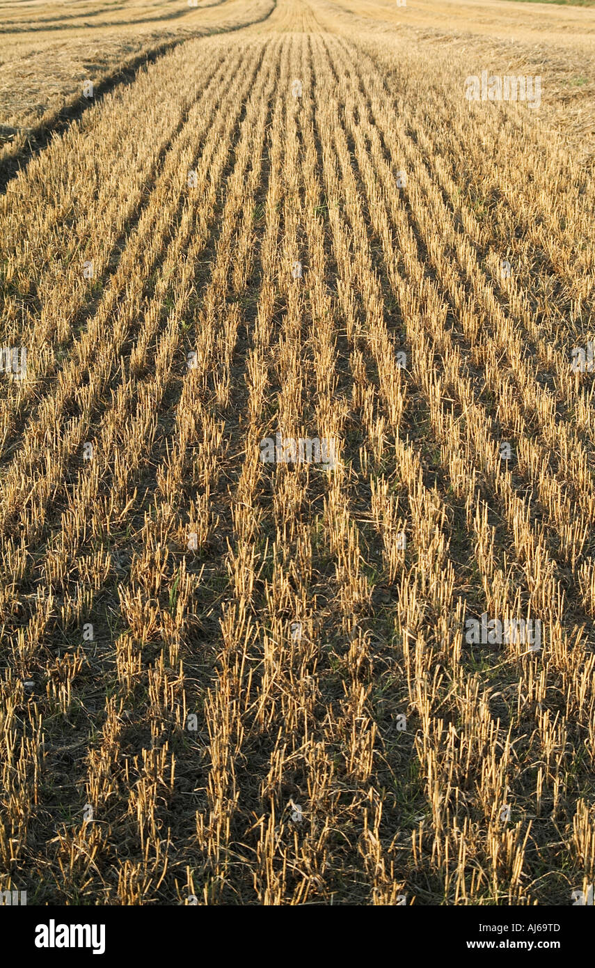 harvest of golden straw Lines of stubble from wheat grain harvest in ...