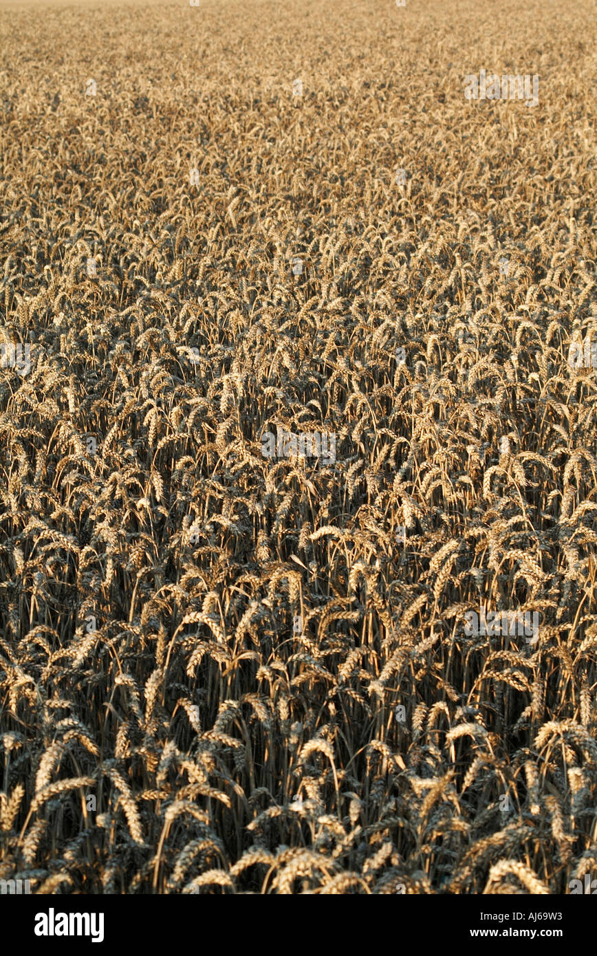 wheat crop Arable uk Stock Photo - Alamy