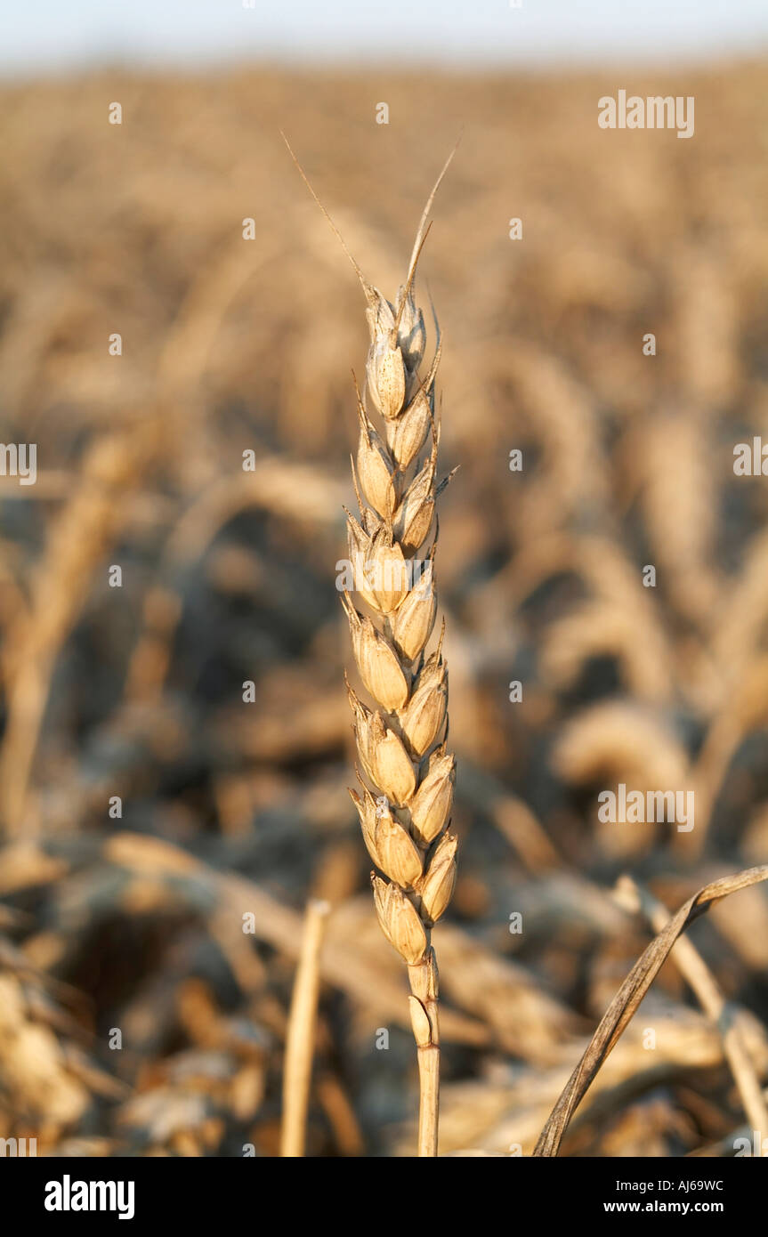 wheat for biofule production bioethanol,biobutanol,biomass automotive ...