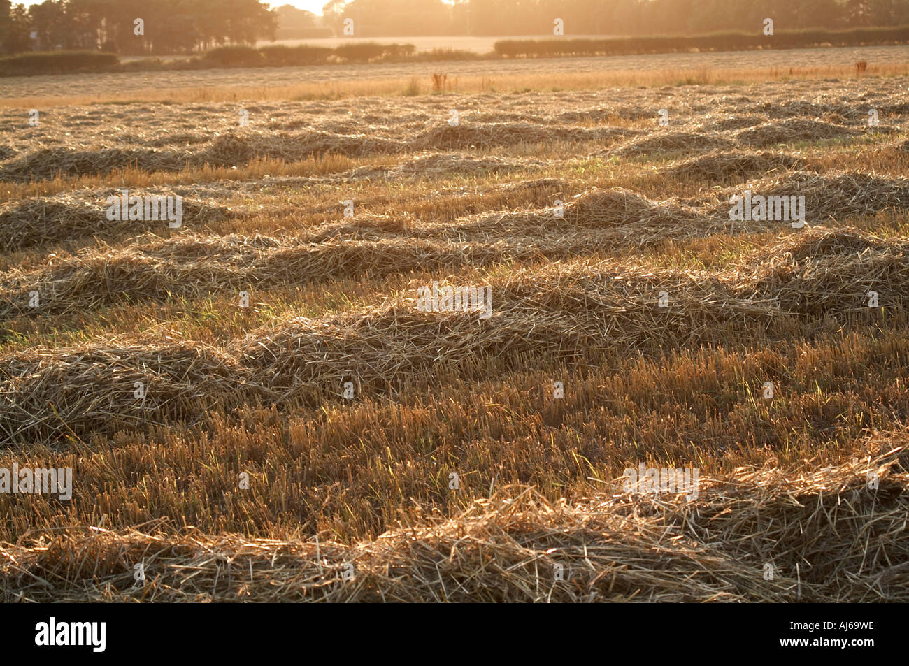 straw for biofule production bioethanol,biobutanol,biomass automotive ...