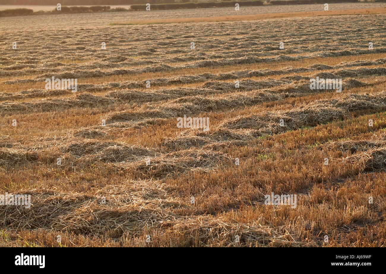 harvest of golden straw Lines of stubble from wheat grain harvest in ...