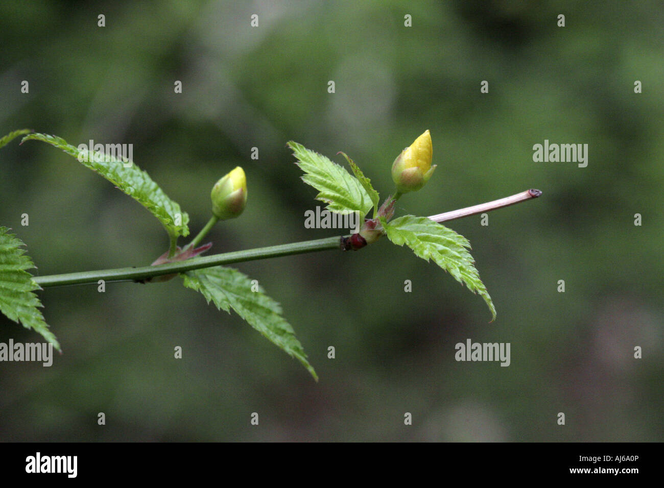 Kerria japonica japan hi-res stock photography and images - Alamy