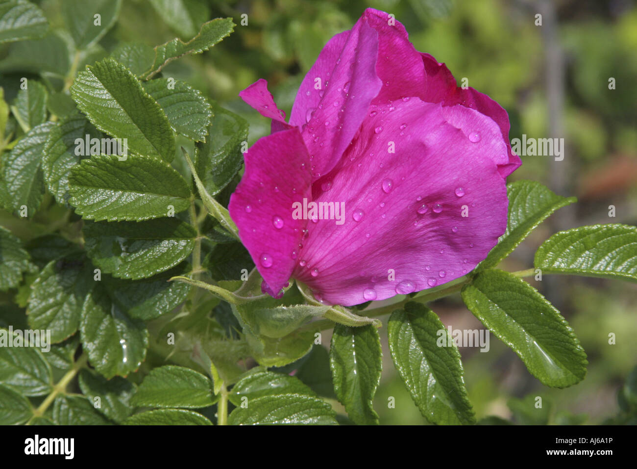 Raindrops on Japanese Rose in a garden Tokyo Japan Stock Photo - Alamy