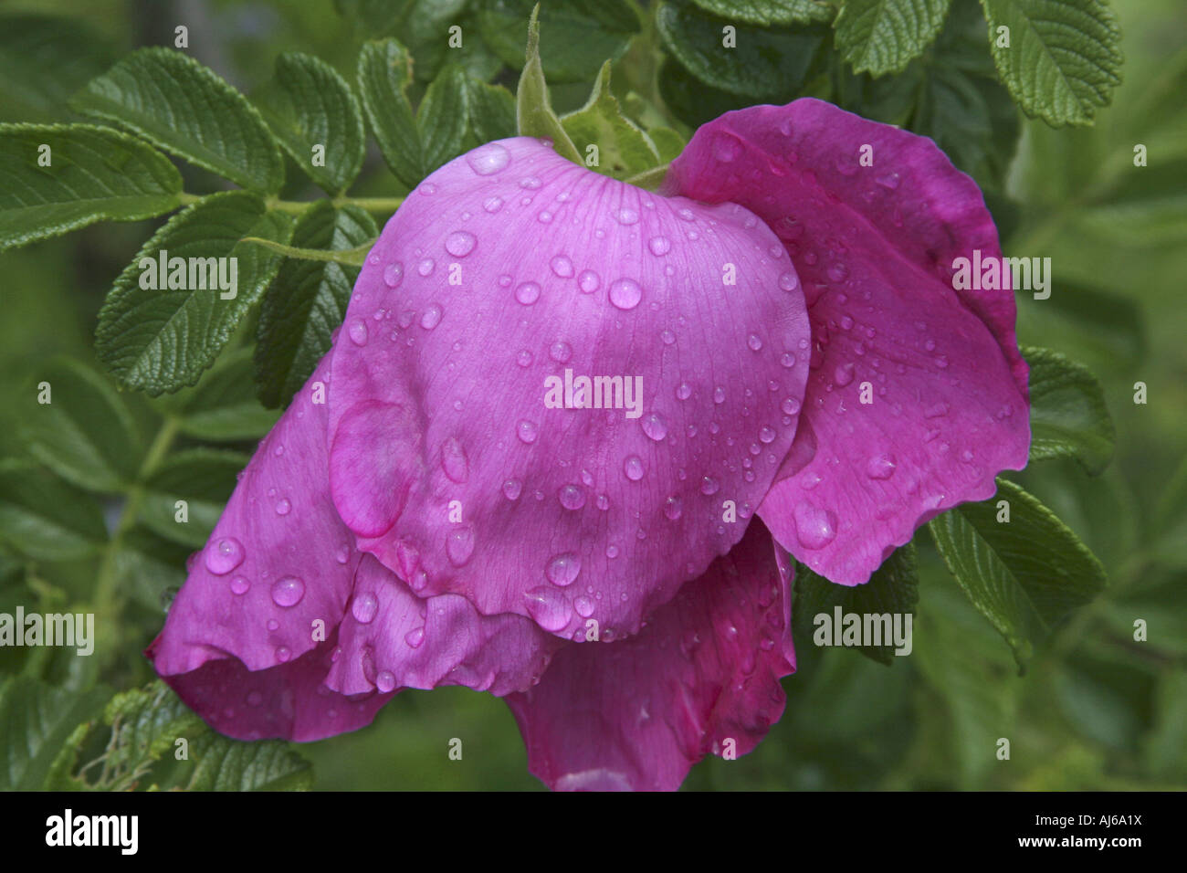 Raindrops on Japanese Rose in a garden Tokyo Japan Stock Photo - Alamy