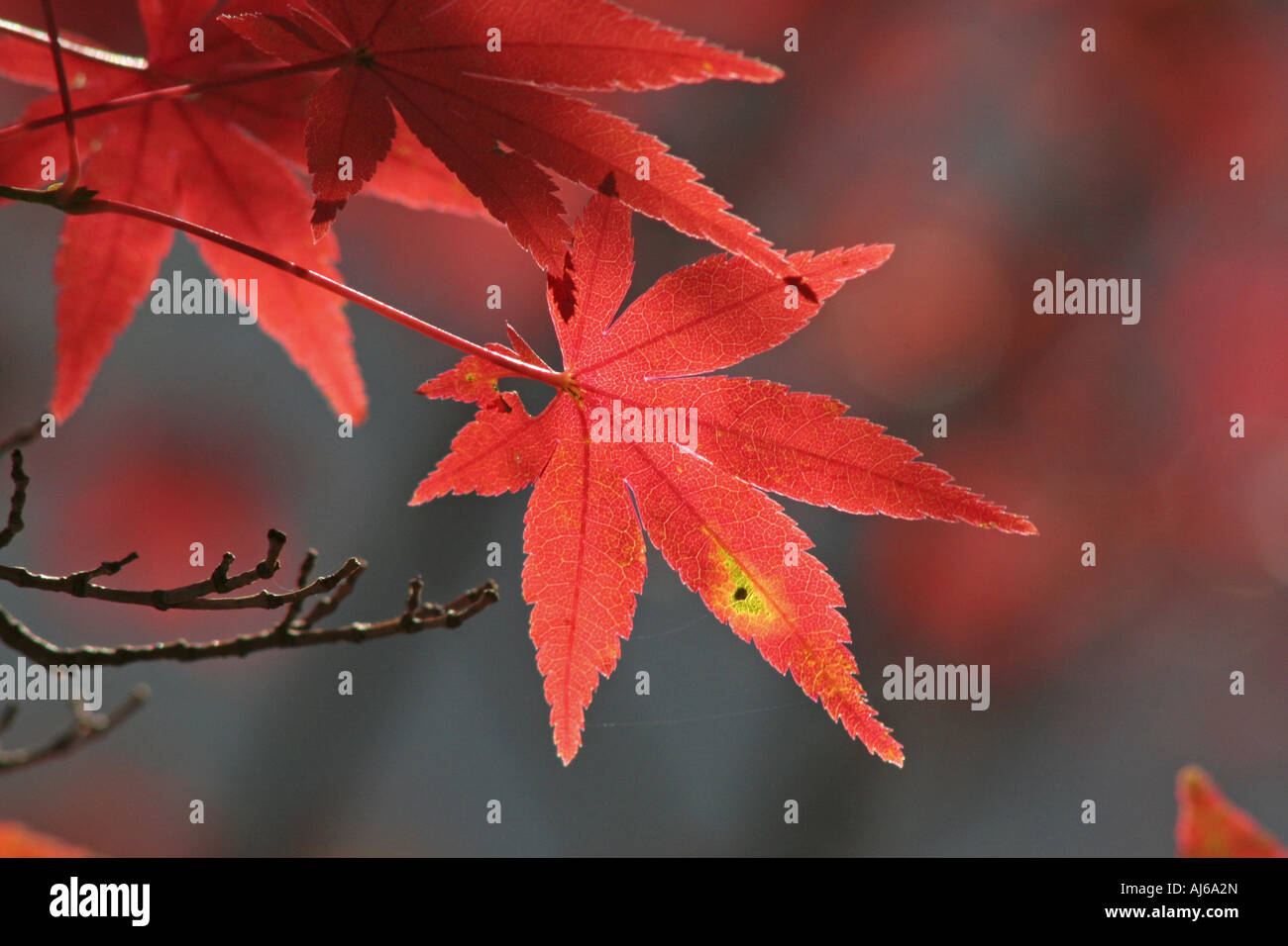 Japanese Maple leaves in Autumn Japan Stock Photo - Alamy
