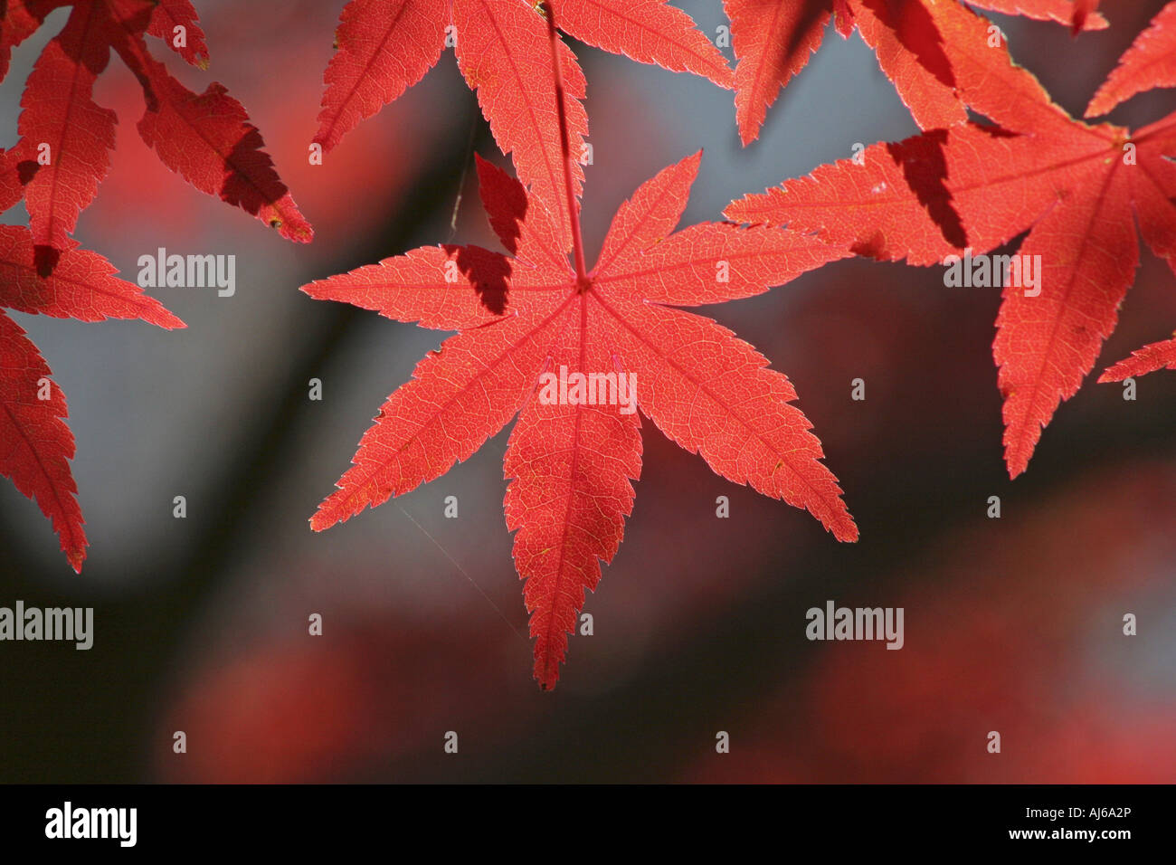 Japanese Maple leaves in Autumn Japan Stock Photo - Alamy