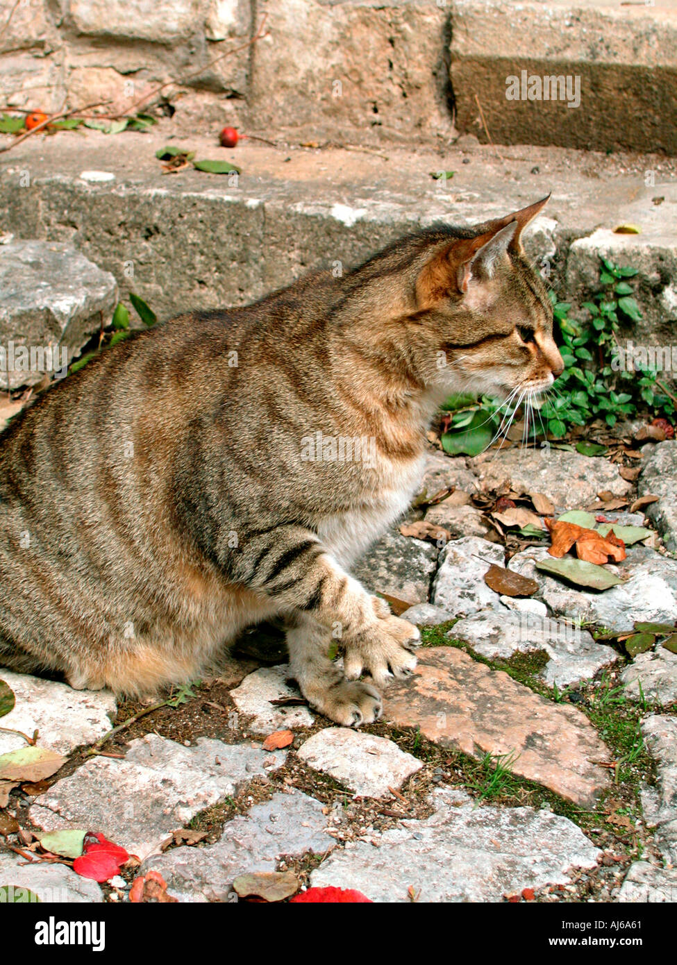 Gonig hi-res stock photography and images - Alamy