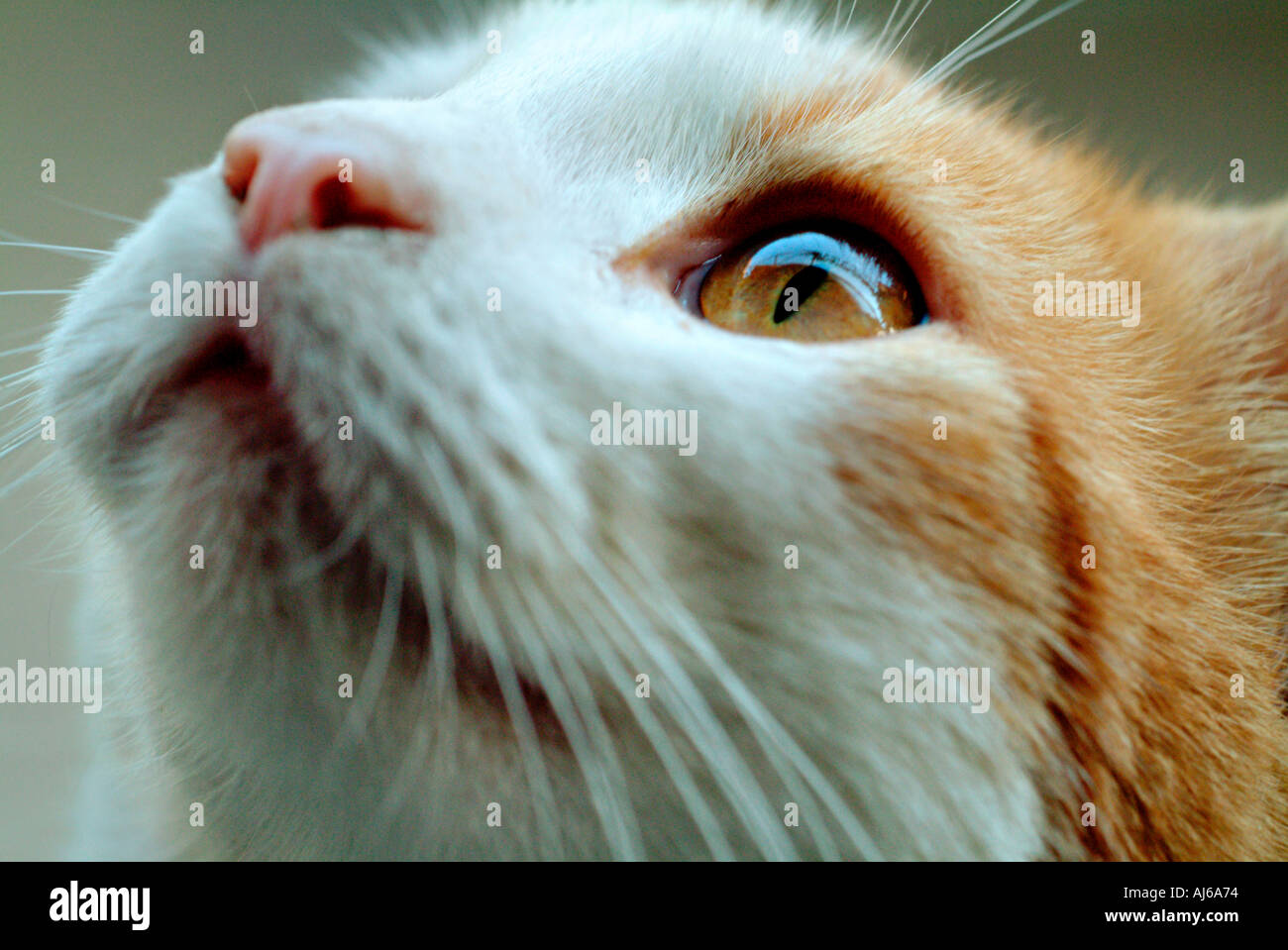 cat peering upwards Stock Photo - Alamy