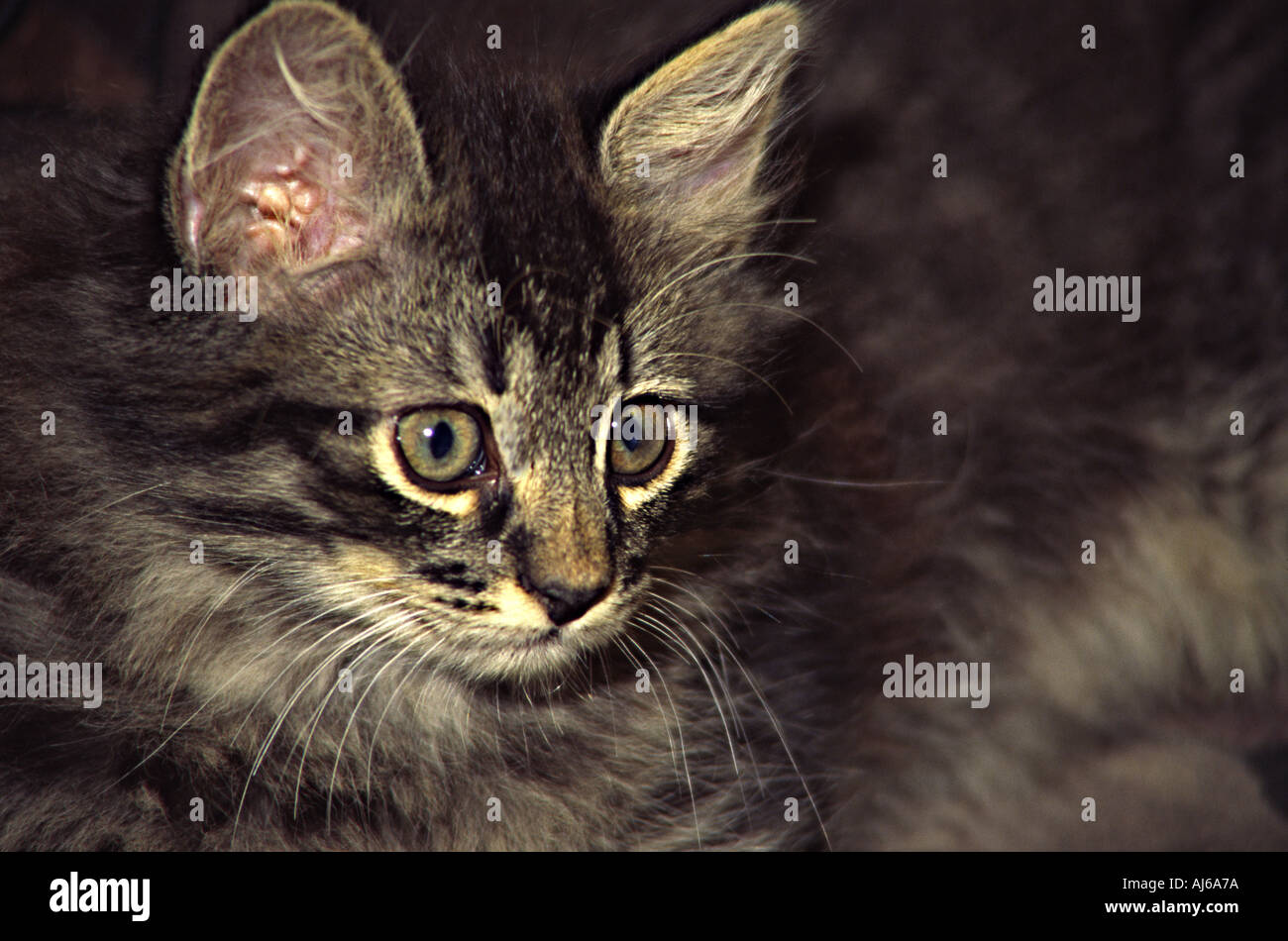 Persian mix cat hi-res stock photography and images - Alamy