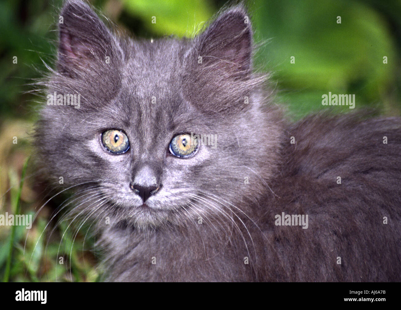 Persian mix cat hi-res stock photography and images - Alamy