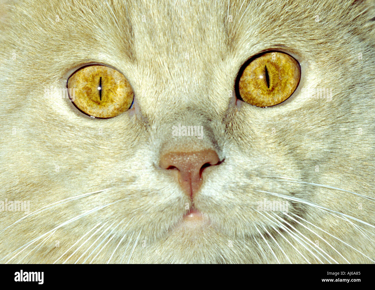 cream coloured Kartheuser cat with yellow eyes Stock Photo - Alamy