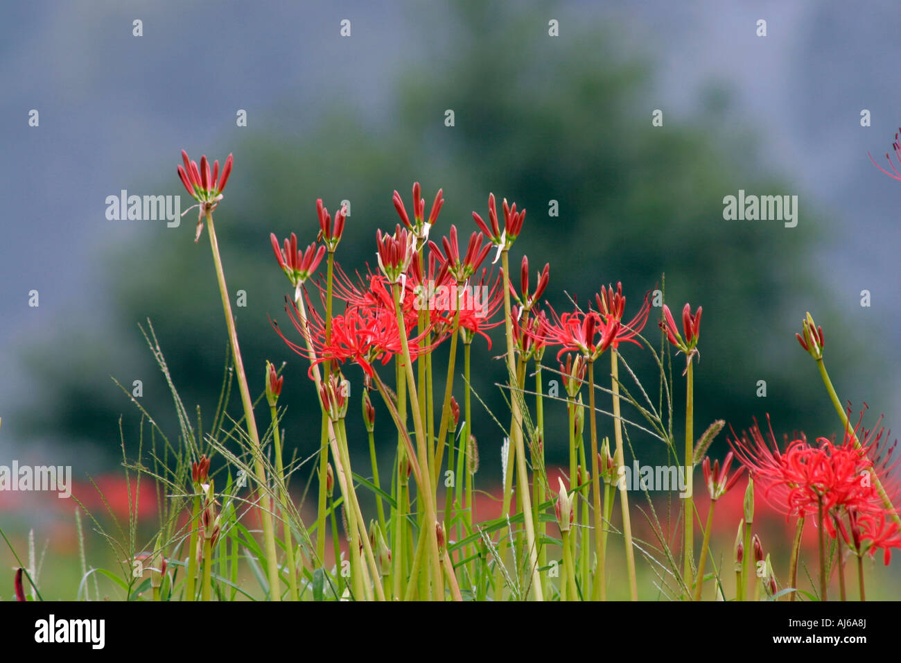 Red Spider Lilly in a Countryside of Japan Stock Photo - Alamy