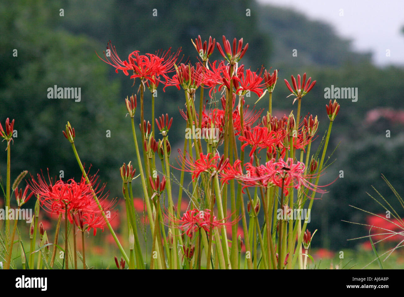 Red spider lilly hi-res stock photography and images - Alamy