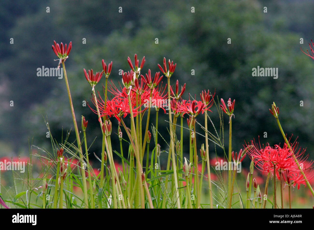 Red Spider Lilly in a Countryside of Japan Stock Photo - Alamy