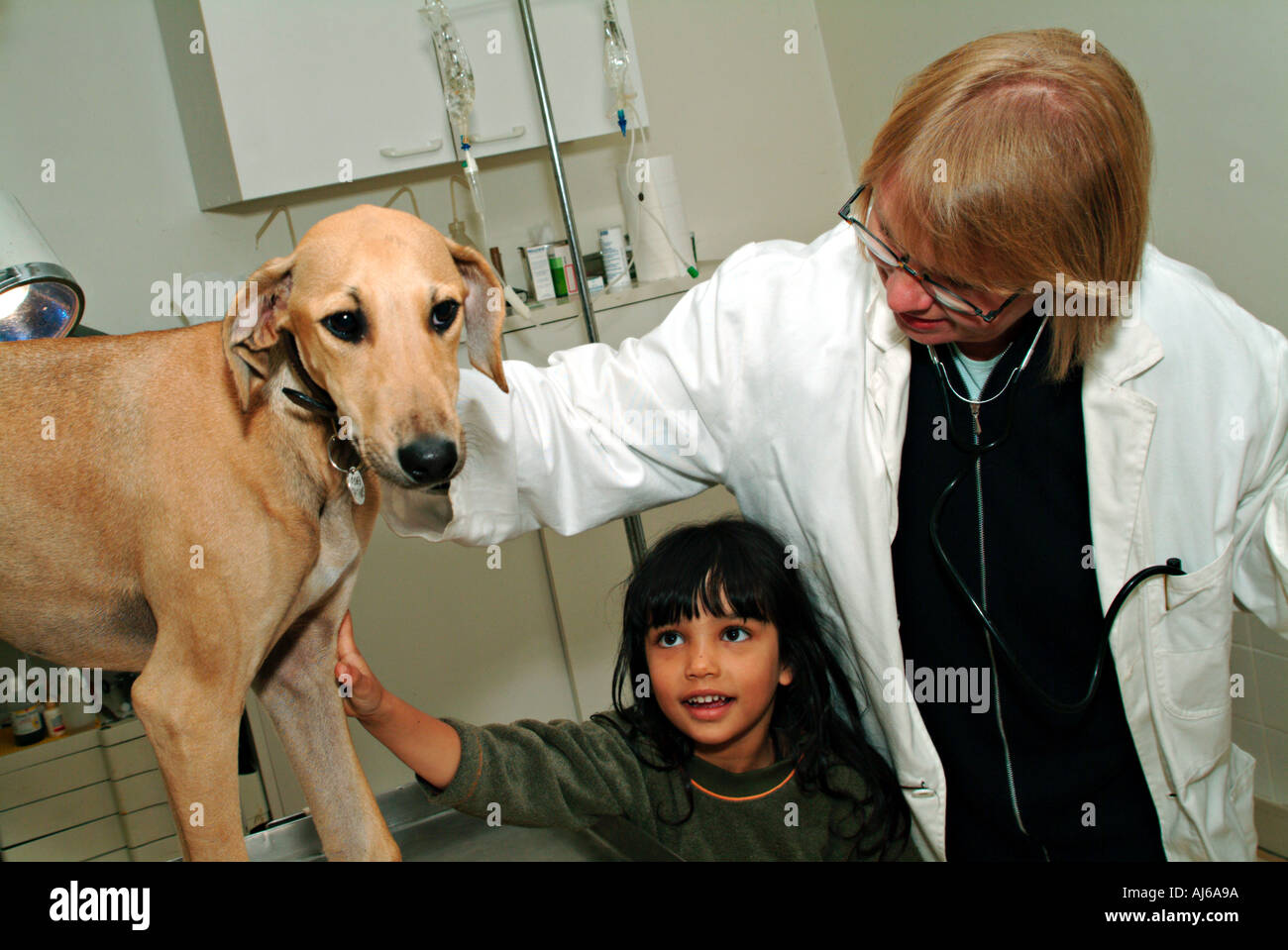 little girl and female veterinarian are comforting a young greyhound ...