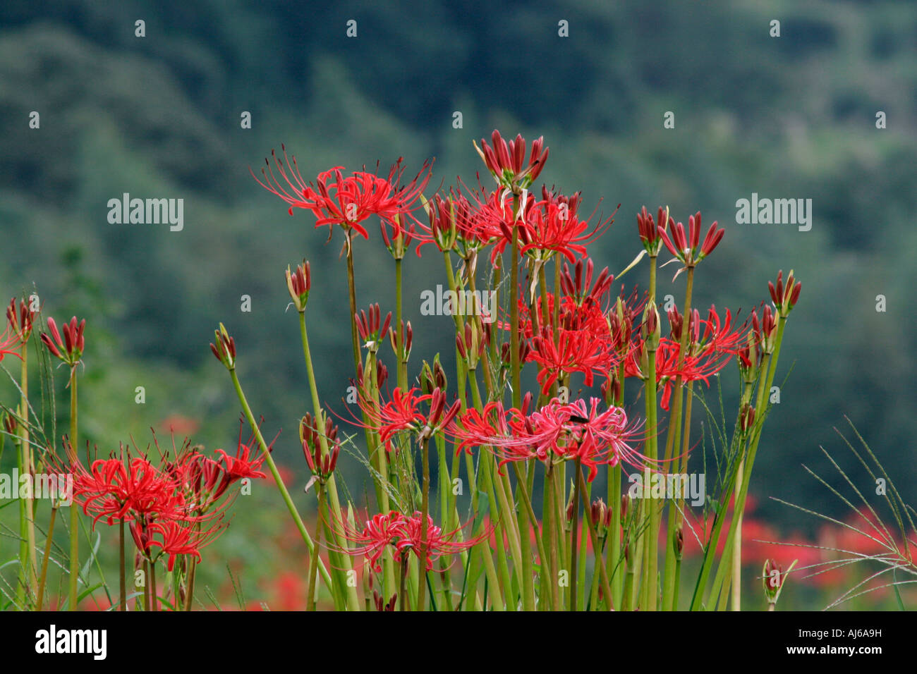 Red Spider Lilly in a Countryside of Japan Stock Photo - Alamy