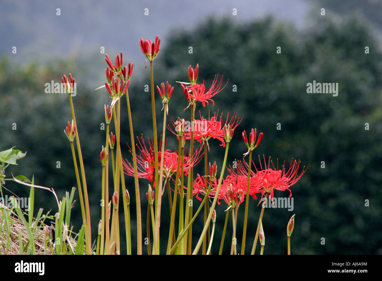 Red Spider Lilly in a Countryside of Japan Stock Photo - Alamy