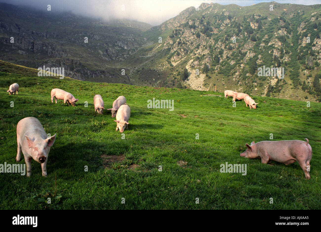 free running pigs in the Alpes in Tessin Stock Photo - Alamy