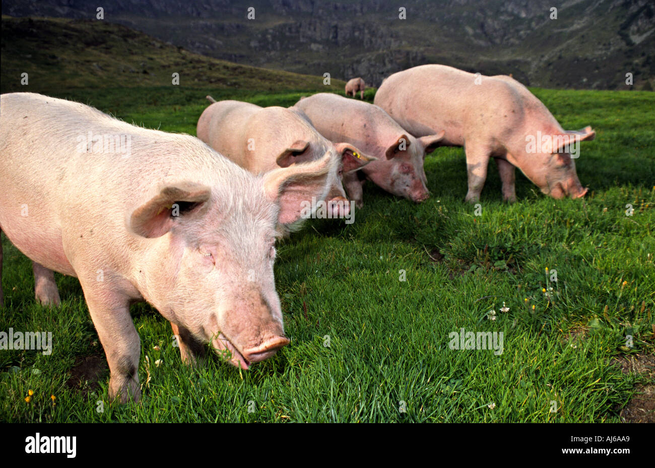 free running pigs in the Alpes in Tessin Stock Photo - Alamy