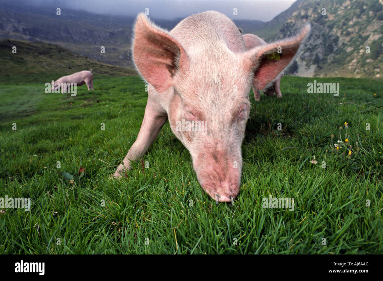 free running pigs in the Alpes in Tessin searching for food Stock Photo ...