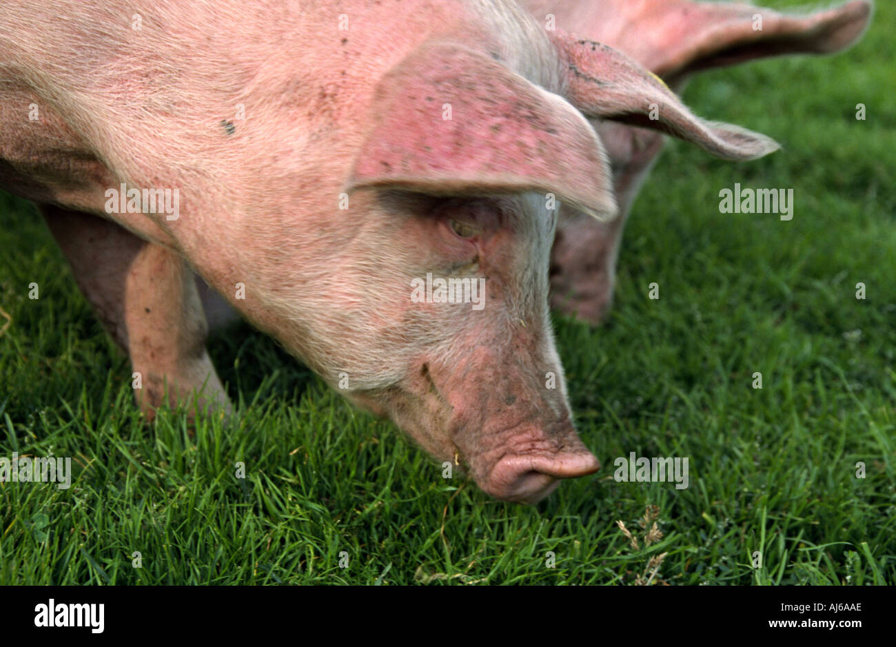 free running pigs in the Alpes in Tessin searching for food Stock Photo ...