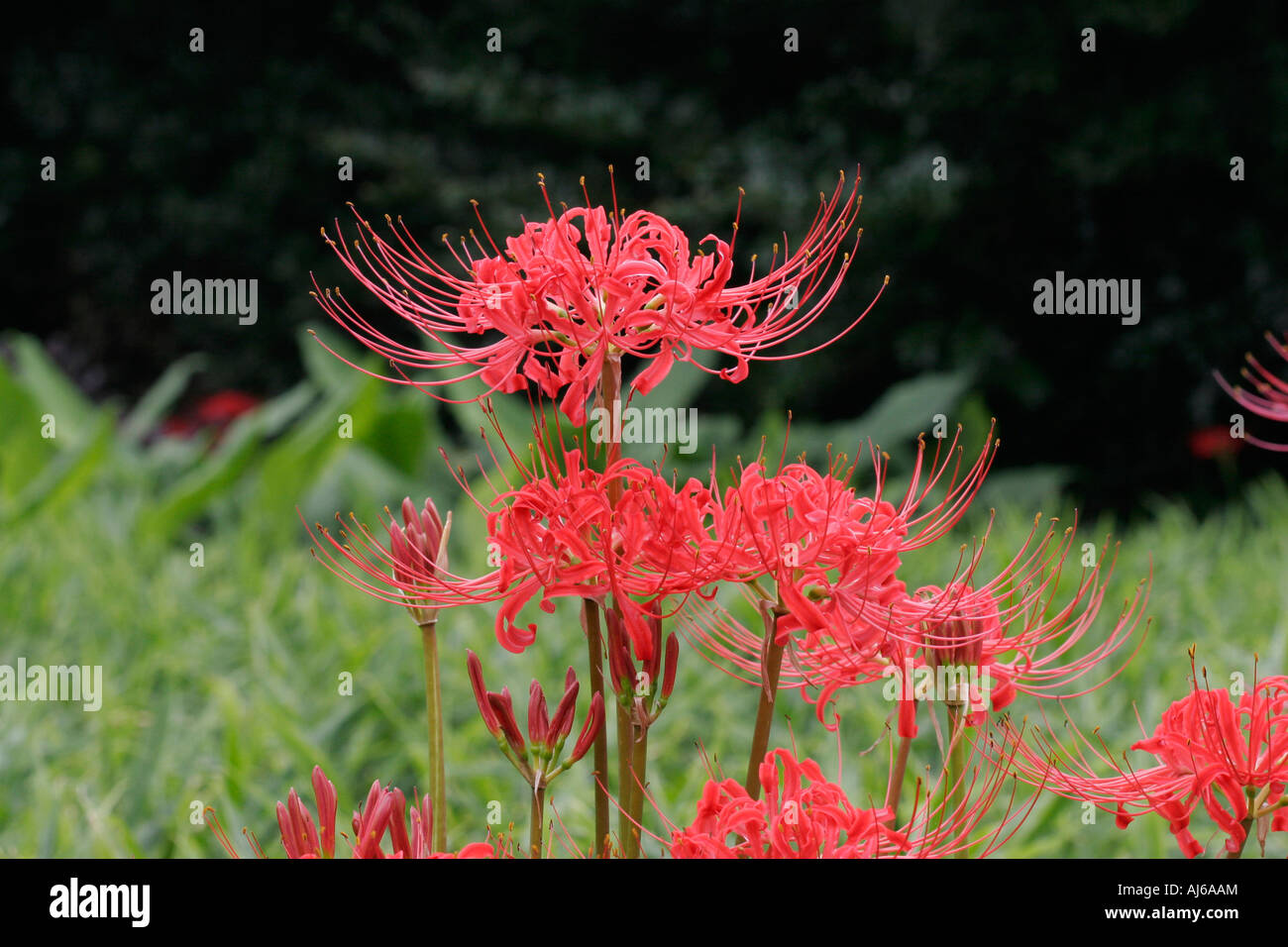 Red spider lilly hi-res stock photography and images - Alamy