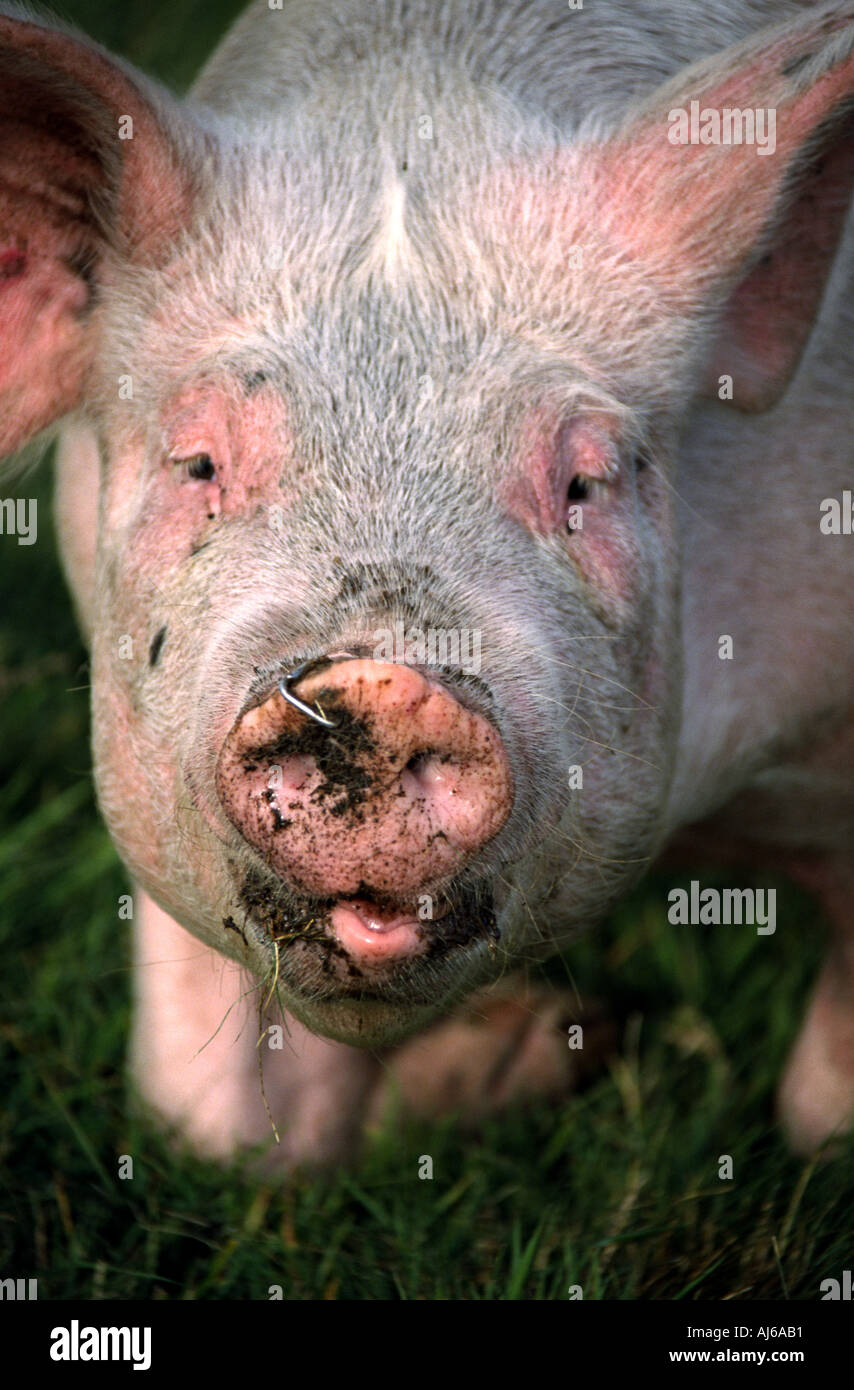 free running pig searching for food in the ground Stock Photo - Alamy