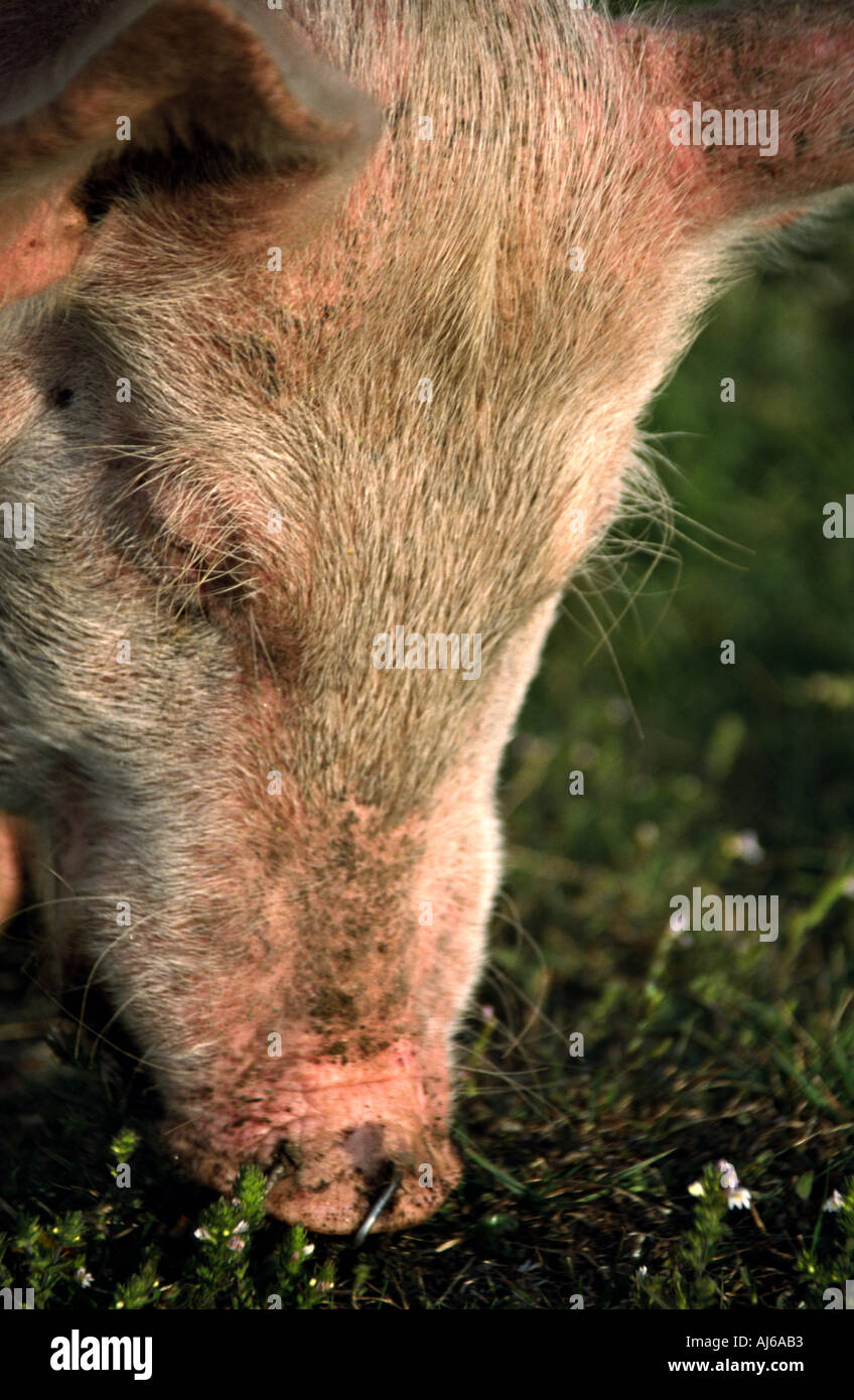 Food stock pig hi-res stock photography and images - Alamy